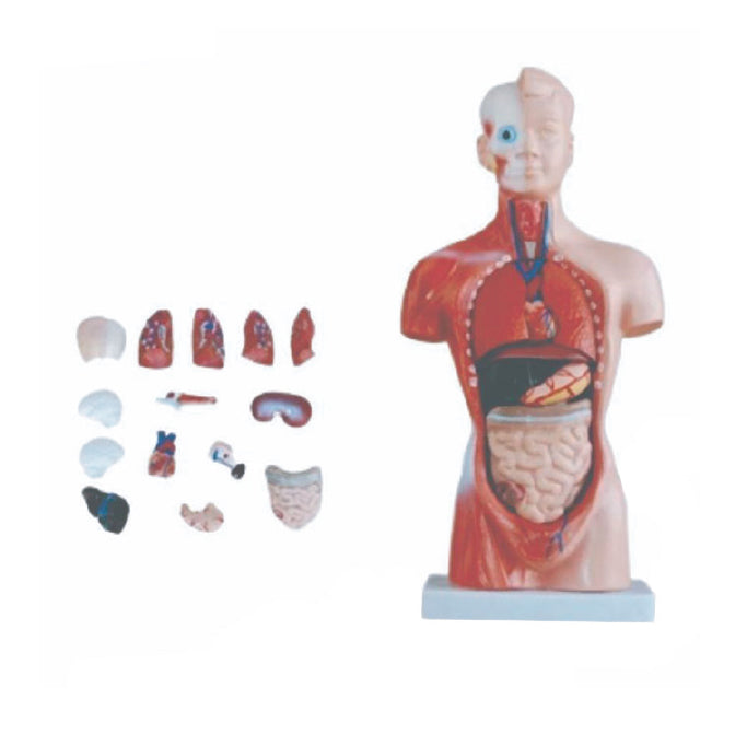 Human Torso Model – Vision Body Care Pvt. Ltd.