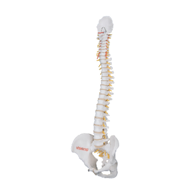 Human Spine Model – Vision Body Care Pvt. Ltd.